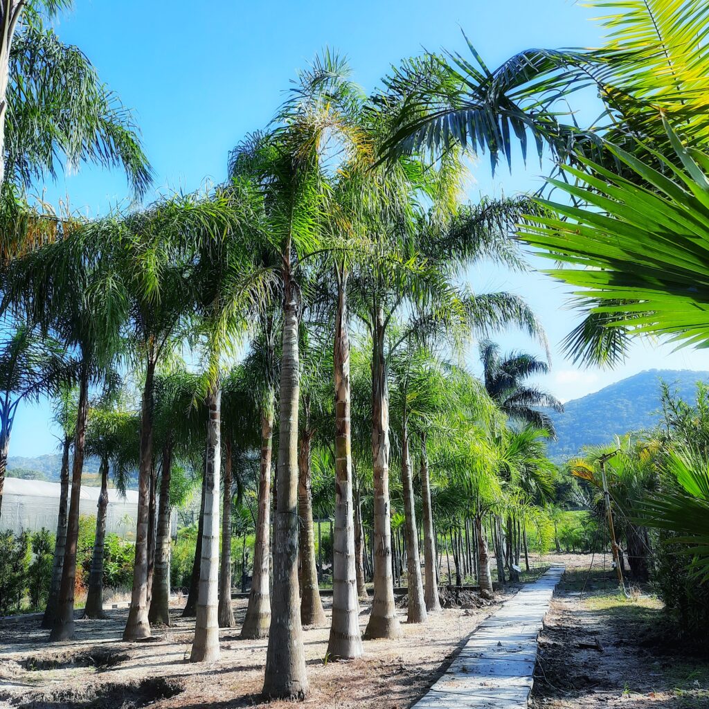 Palmeira Jerivá (Syagrus romanzoffiana) – Fazenda do Jardim